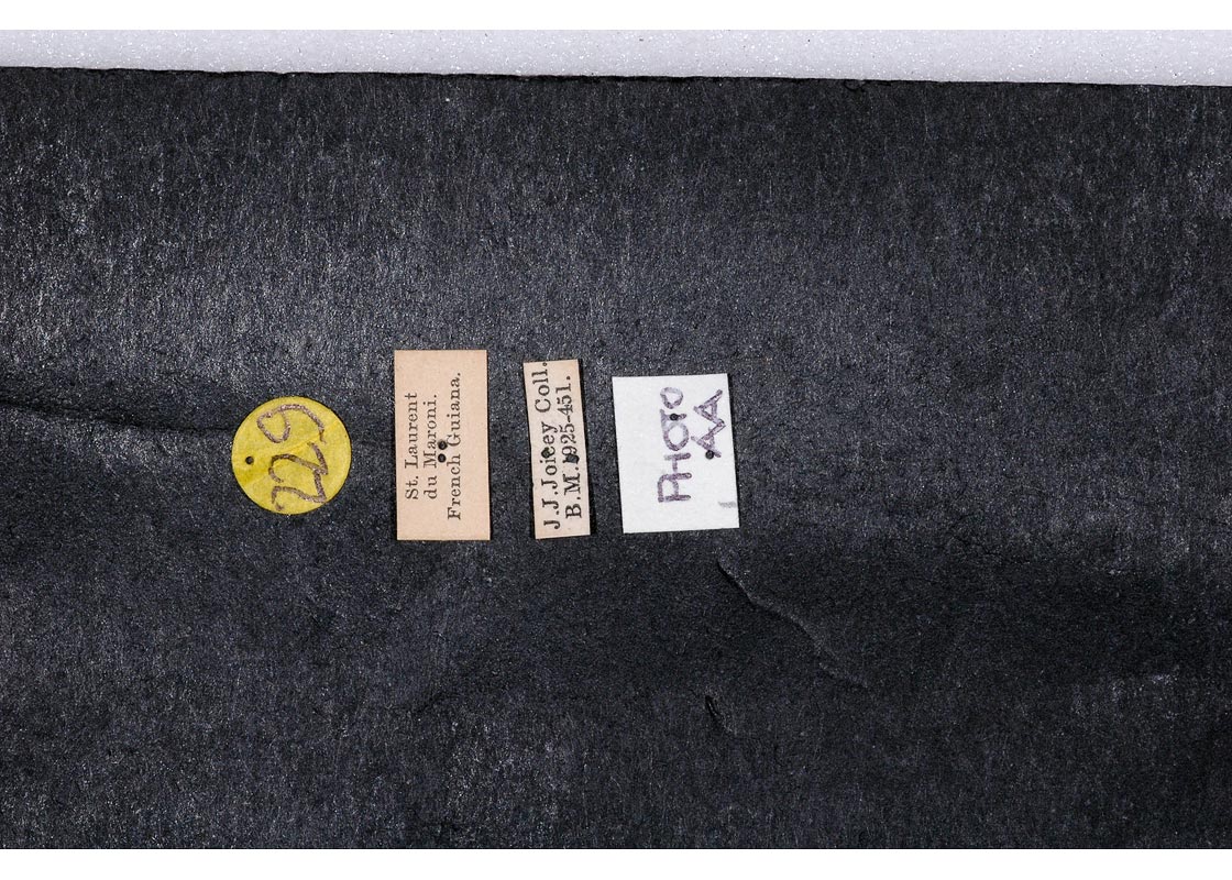 Artines fosca (type specimens)